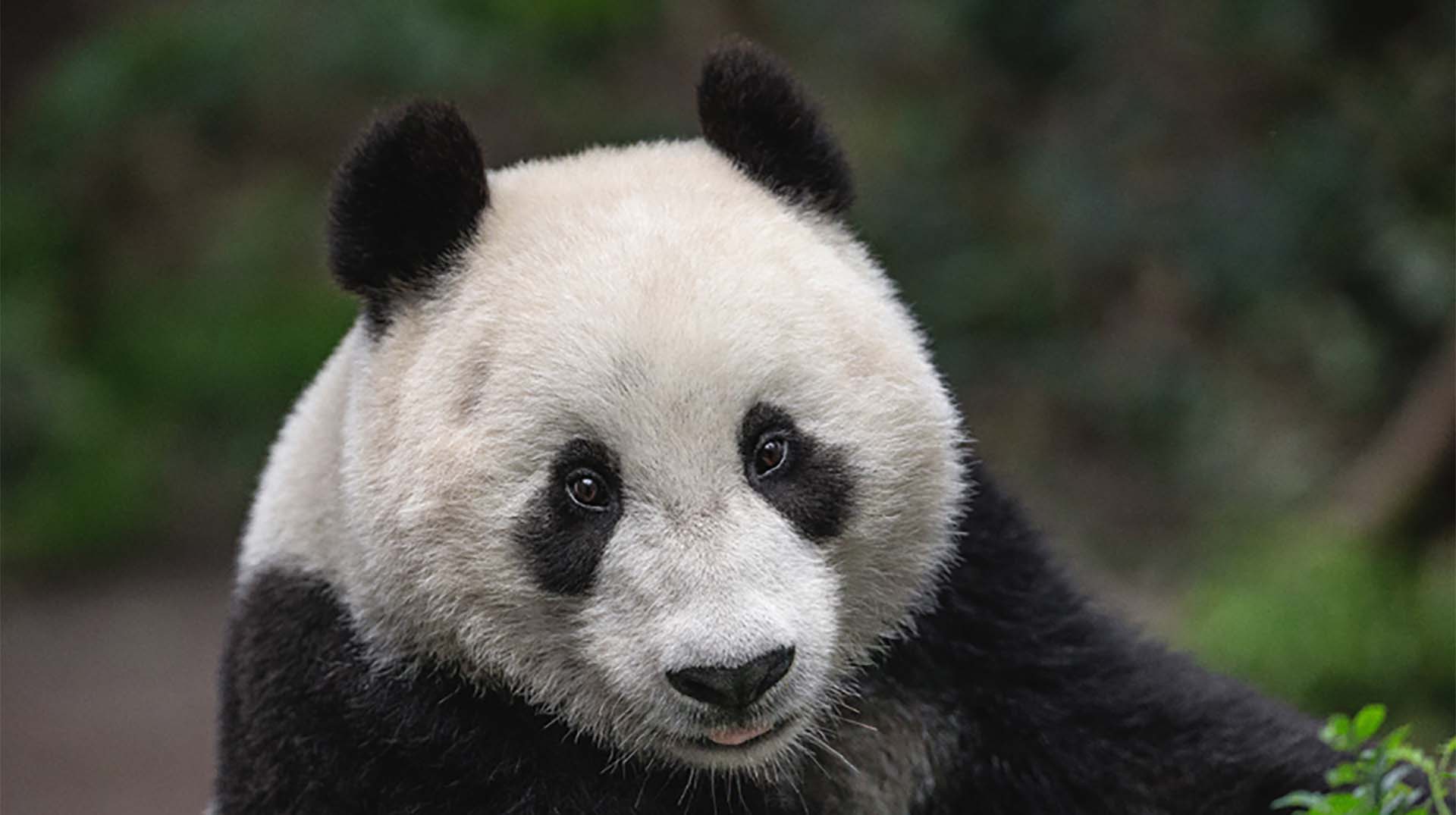 Giant Panda San Diego Zoo Animals Plants