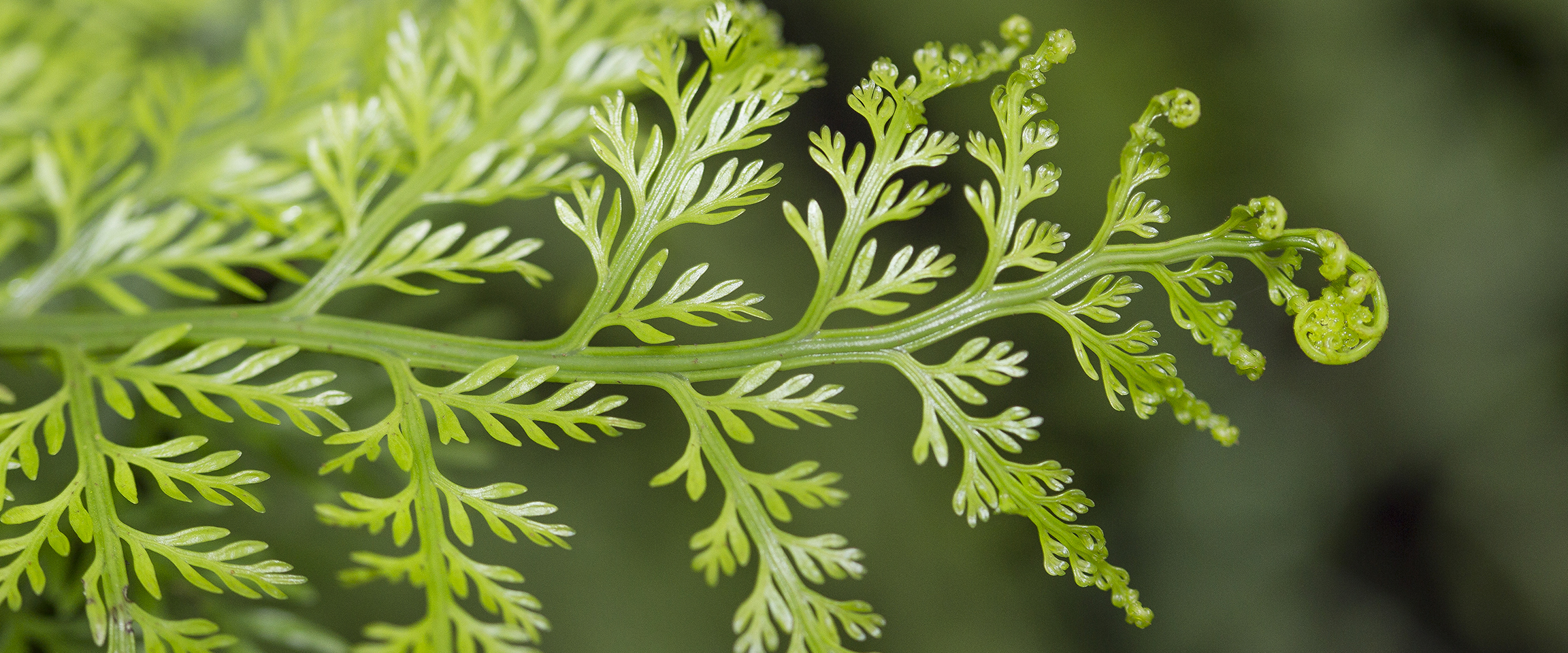 Ferns | San Diego Zoo Animals & Plants