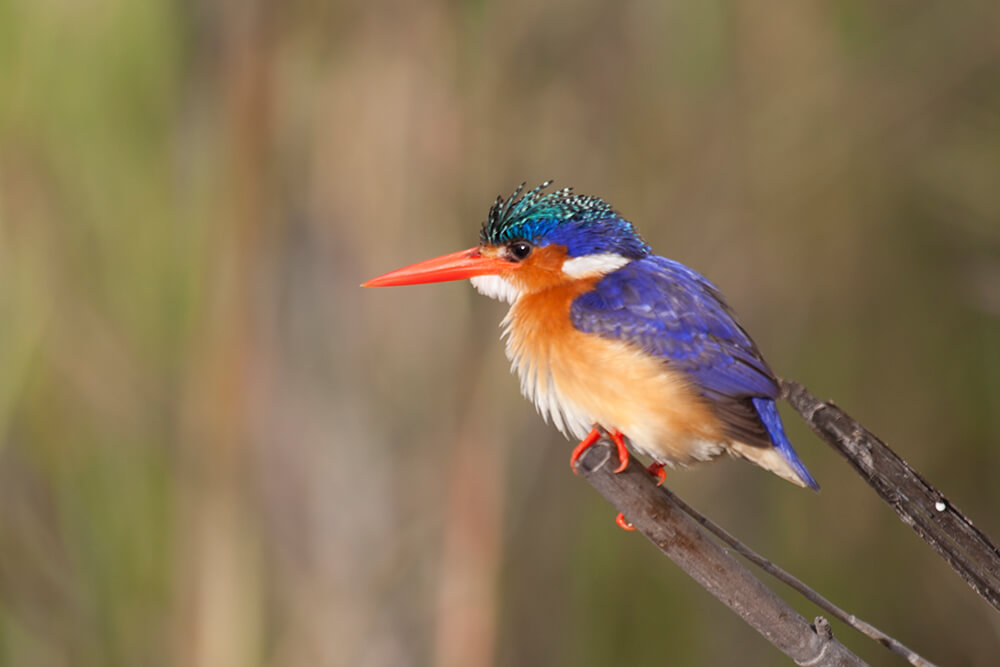 Kingfisher San Diego Zoo Animals Plants