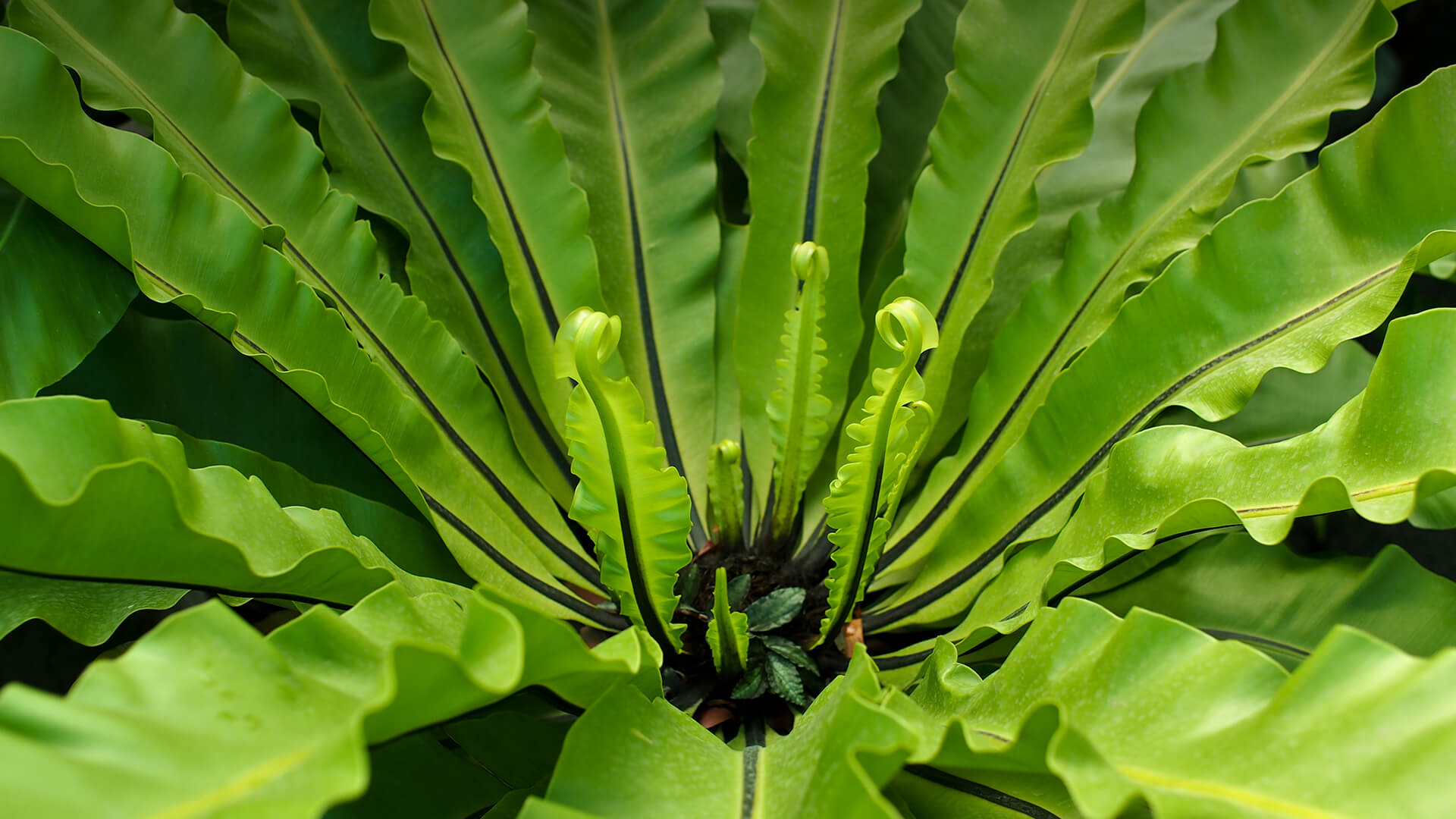 Bird s nest Fern San Diego Zoo Animals Plants