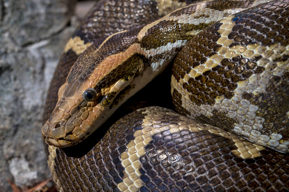 How Fast Can A Python Move Wild