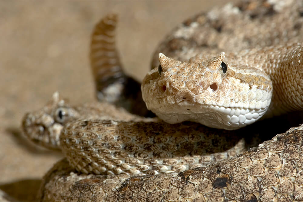 Rattlesnake San Diego Zoo Animals Plants Rattlesnake San Diego Zoo Animals Plants