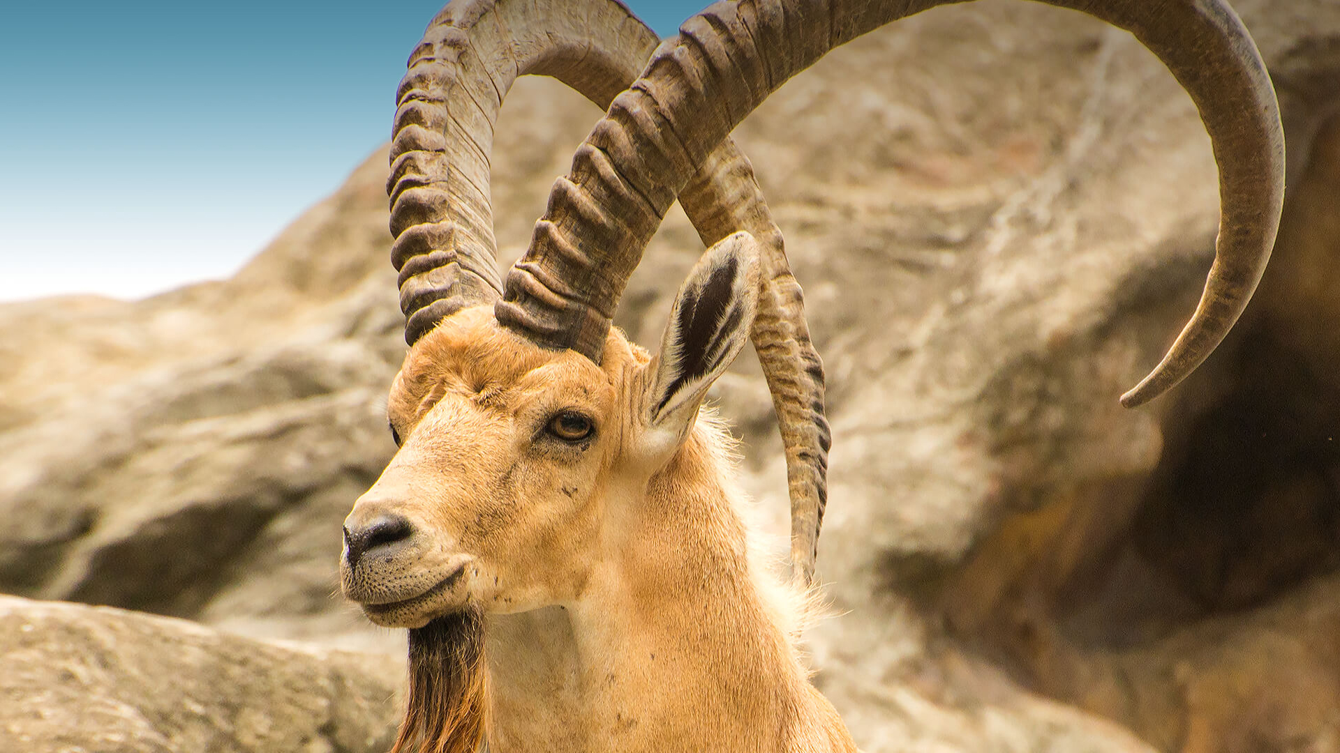Nubian Ibex San Diego Zoo Animals Plants Nubian Ibex San Diego Zoo Animals Plants