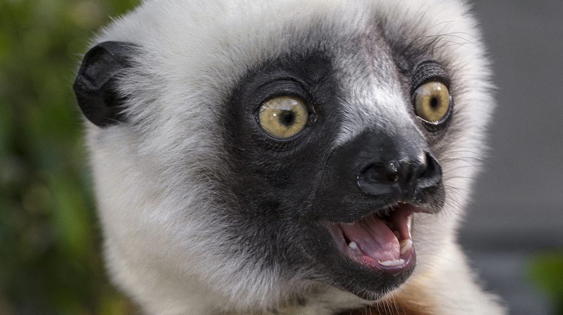 Mouse Lemur Teeth Mouse Lemur Teeth