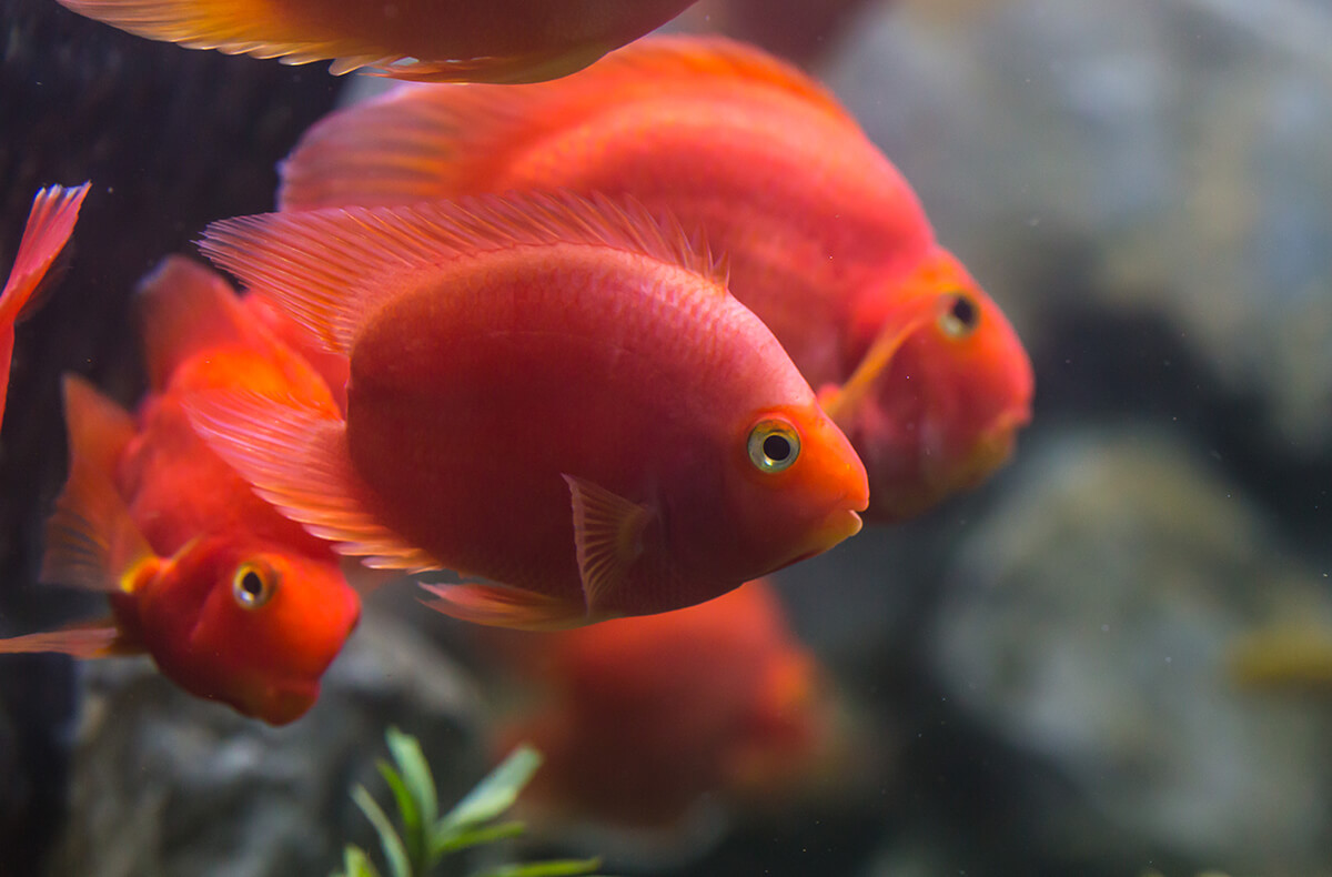 Cichlid San Diego Zoo Animals Plants Cichlid San Diego Zoo Animals Plants
