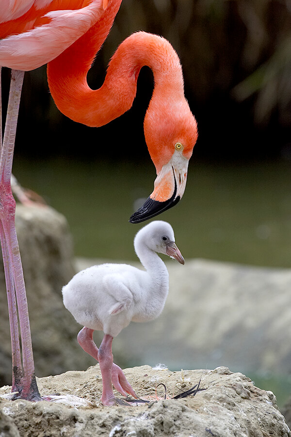 American Flamingos Food
