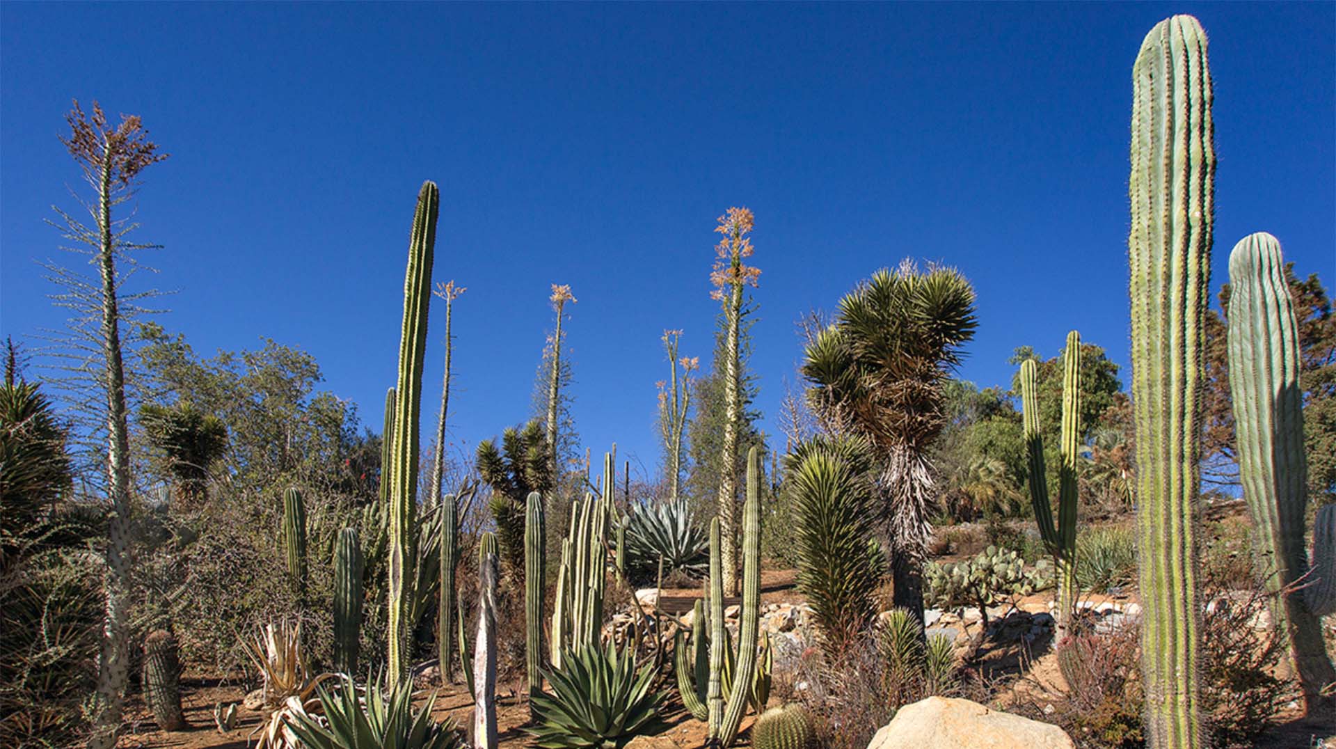Yucca | San Diego Zoo Animals & Plants