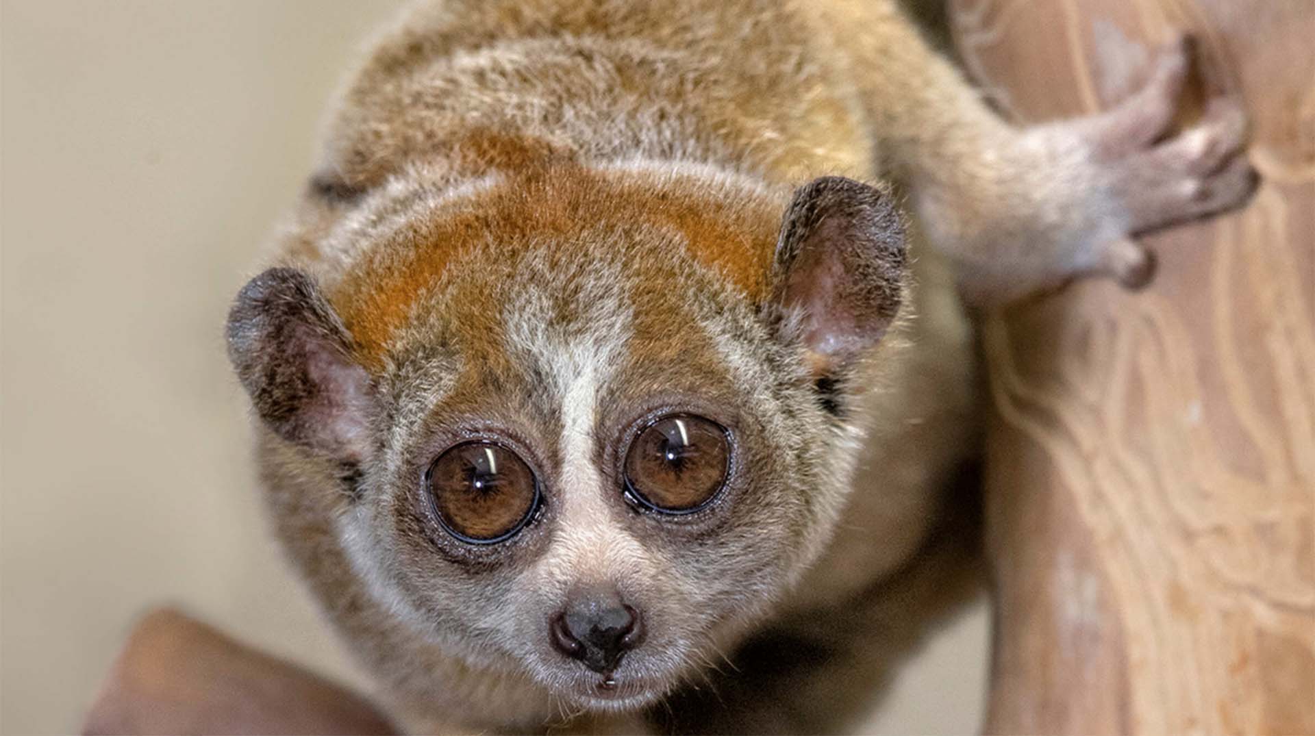 Home | San Diego Zoo Animals & Plants