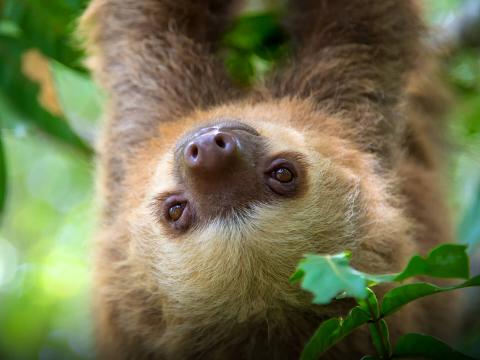Spider | San Diego Zoo Animals & Plants