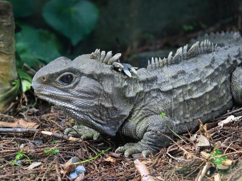 Spider | San Diego Zoo Animals & Plants