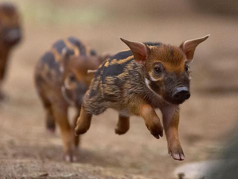 Tasmanian Devil | San Diego Zoo Animals & Plants