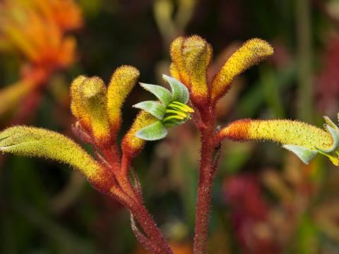 Marsupial | San Diego Zoo Animals & Plants