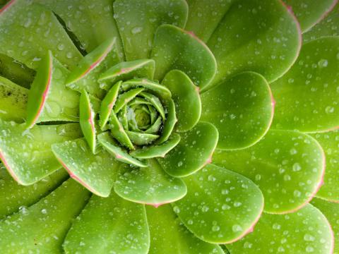 Toucan | San Diego Zoo Animals & Plants