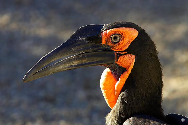 Hornbill | San Diego Zoo Animals & Plants