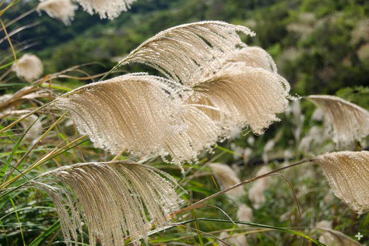 Chinese Silver Grass | San Diego Zoo Animals & Plants