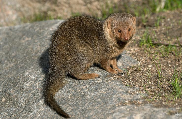 Dwarf Mongoose | San Diego Zoo Animals & Plants