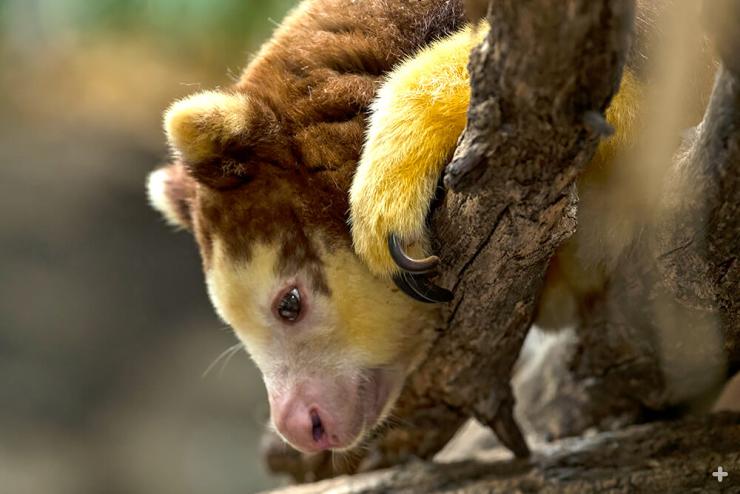 Marsupial San Diego Zoo Animals Plants