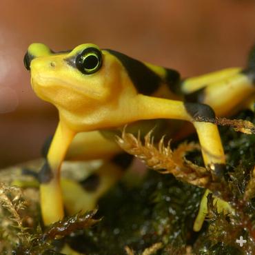 Panamanian Golden Frog | San Diego Zoo Animals & Plants