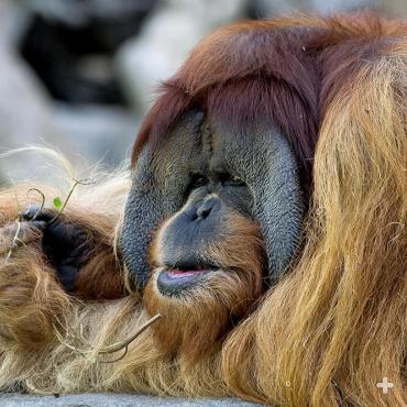 Orangutan | San Diego Zoo Animals & Plants