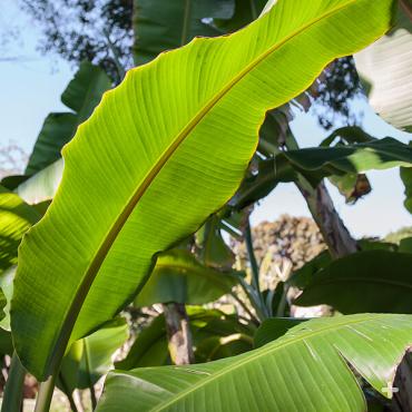 Banana | San Diego Zoo Animals & Plants