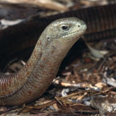 Lizard | San Diego Zoo Animals & Plants