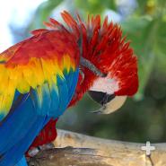 Macaw | San Diego Zoo Animals & Plants
