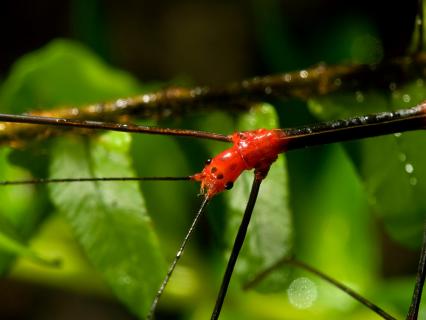 Temperate Forest and Taiga | San Diego Zoo Animals & Plants
